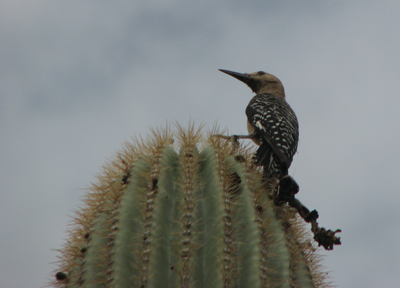 Desert Duets: Gila Woodpecker Resources